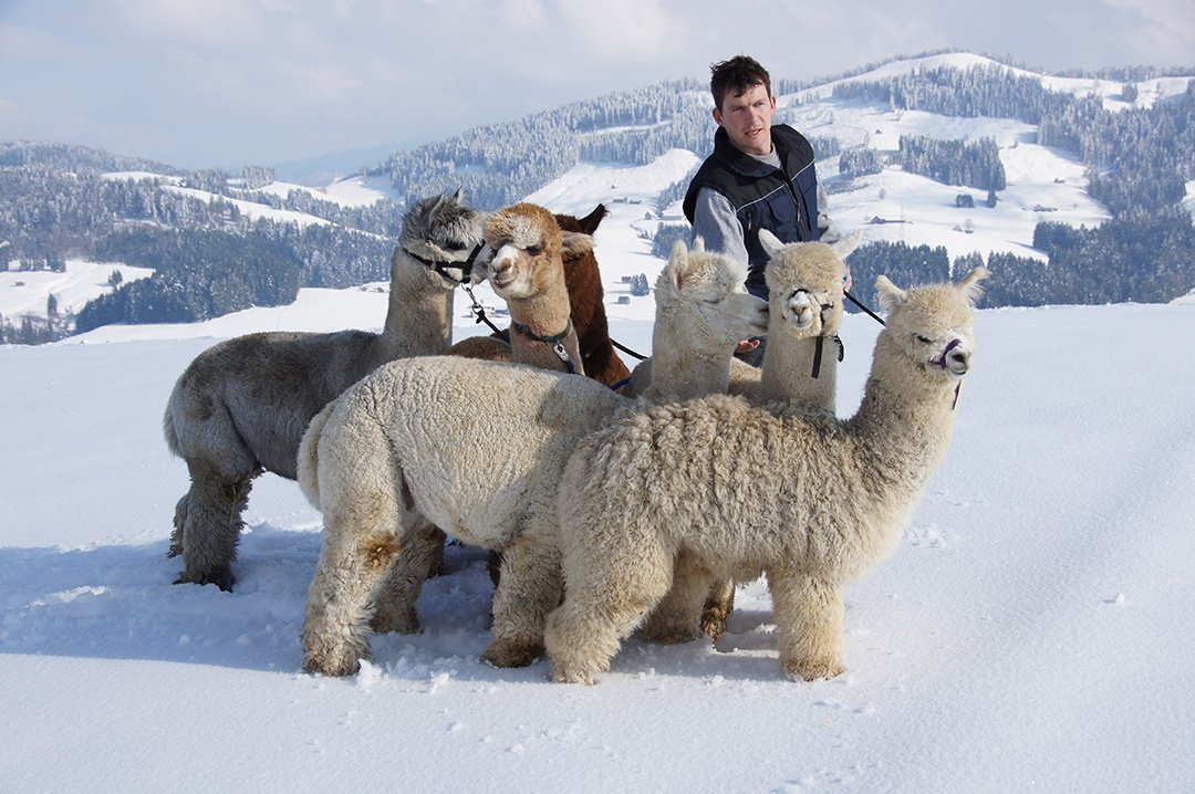 Alpaka Deckservice - Alpaka Appenzell